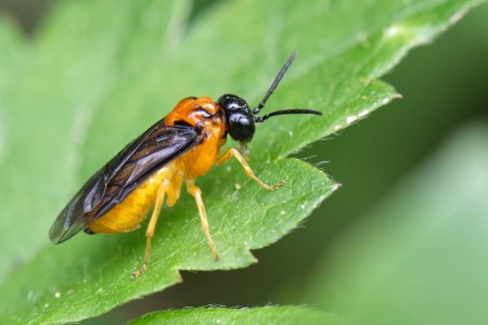 Monophadnus spinolae – Powojnikowiec zmiennobarwny | Insektarium