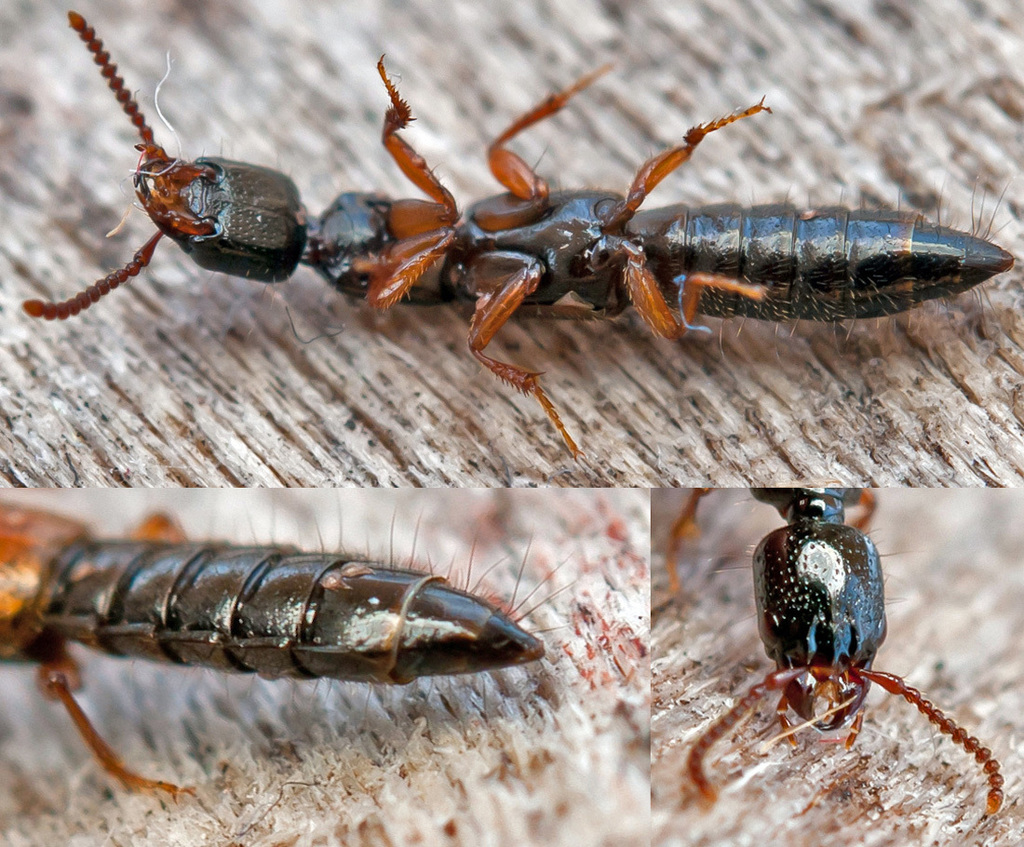 Nudobius | Insektarium