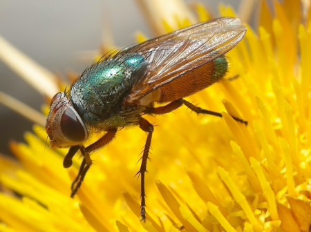 Rhyncomya speciosa | Insektarium