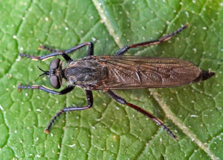 Rhadiurgus variabilis – Błyskoczółek zmienny | Insektarium