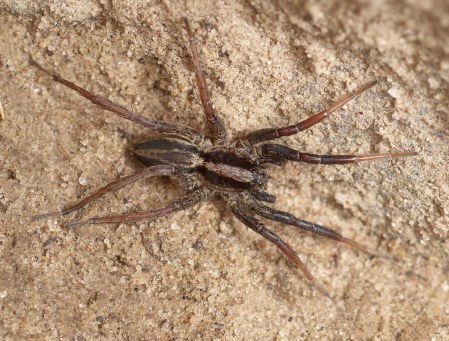 Alopecosa trabalis – Wilkosz lancetnik | Insektarium