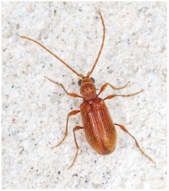 Ptinus latro | Insektarium