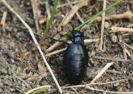 Meloe decorus | Insektarium