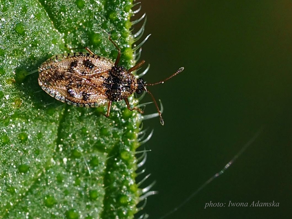 Dictyla rotundata | Insektarium