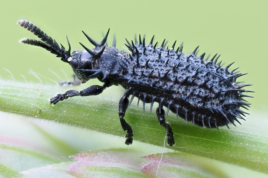 Hispa atra | Insektarium