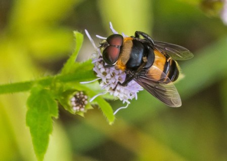 Phytomia aesymnus | Insektarium