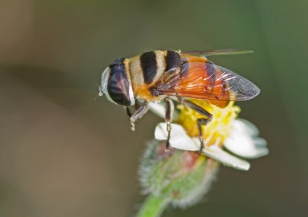 Phytomia argyrocephala | Insektarium