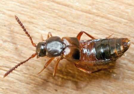 Pella humeralis | Insektarium