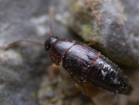 Tachinus corticinus – Raźnik gładokrywek | Insektarium