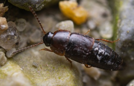 Rodzaj Tachinus – Raźnik | Insektarium
