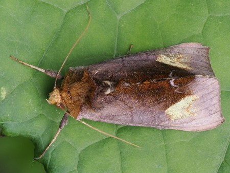 Diachrysia chryson | Insektarium