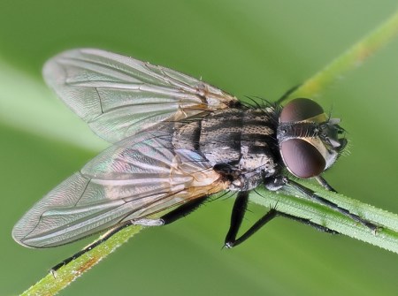 Musca domestica – Mucha domowa | Insektarium