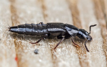 Quedius mesomelinus – Marga wszędobylska | Insektarium