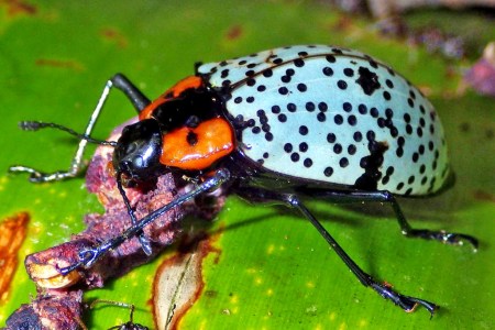 Cypherotylus vicinus | Insektarium