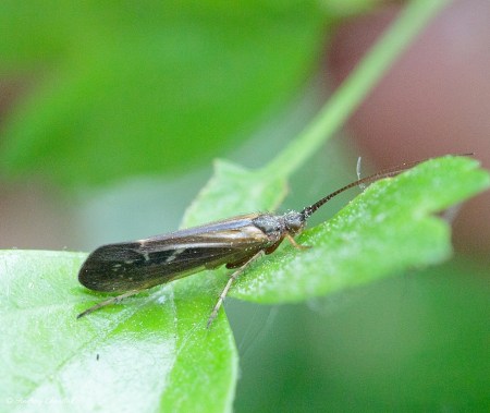 Limnephilus auricula – Bagieniec bagiennik | Insektarium