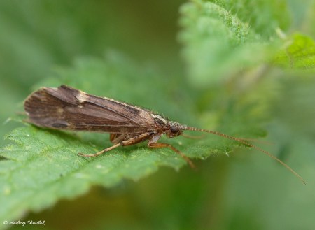 Limnephilus sparsus – Bagieniec białowłosek | Insektarium
