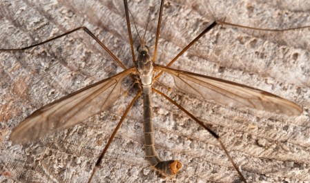 Tipula subcunctans – Koziułka sitowa | Insektarium