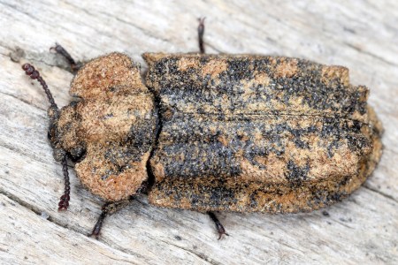 Calitys scabra | Insektarium