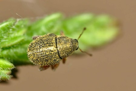 Micrelus ericae | Insektarium