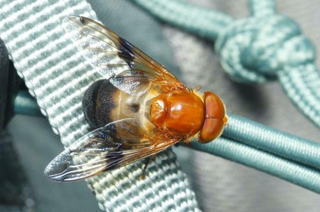Volucella rotundata – Trzmielówka sajgońska | Insektarium