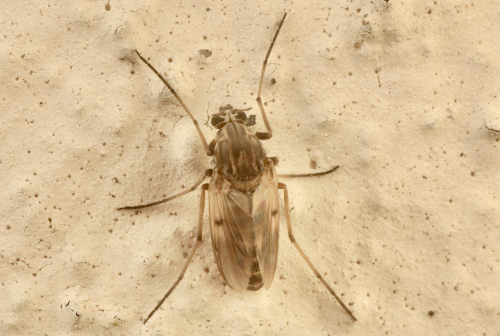 Procladius spp. | Insektarium