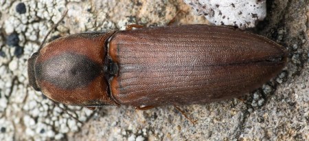 Sericus brunneus – Doskocz brunatny | Insektarium