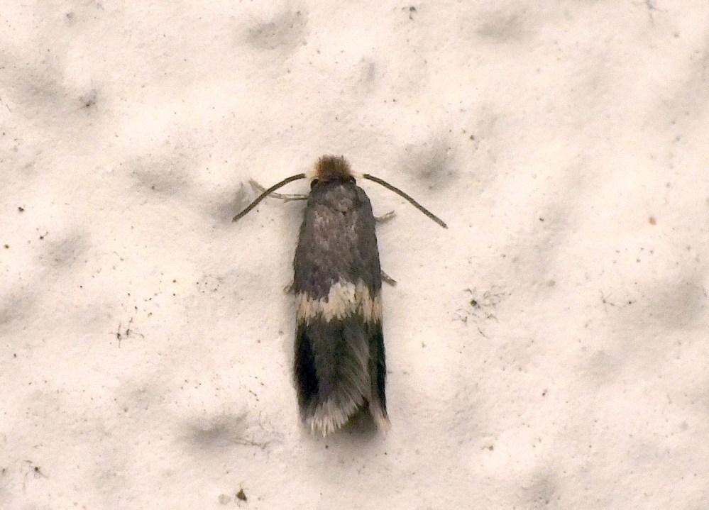 Stigmella aceris – Pasynek klonowiaczek | Insektarium