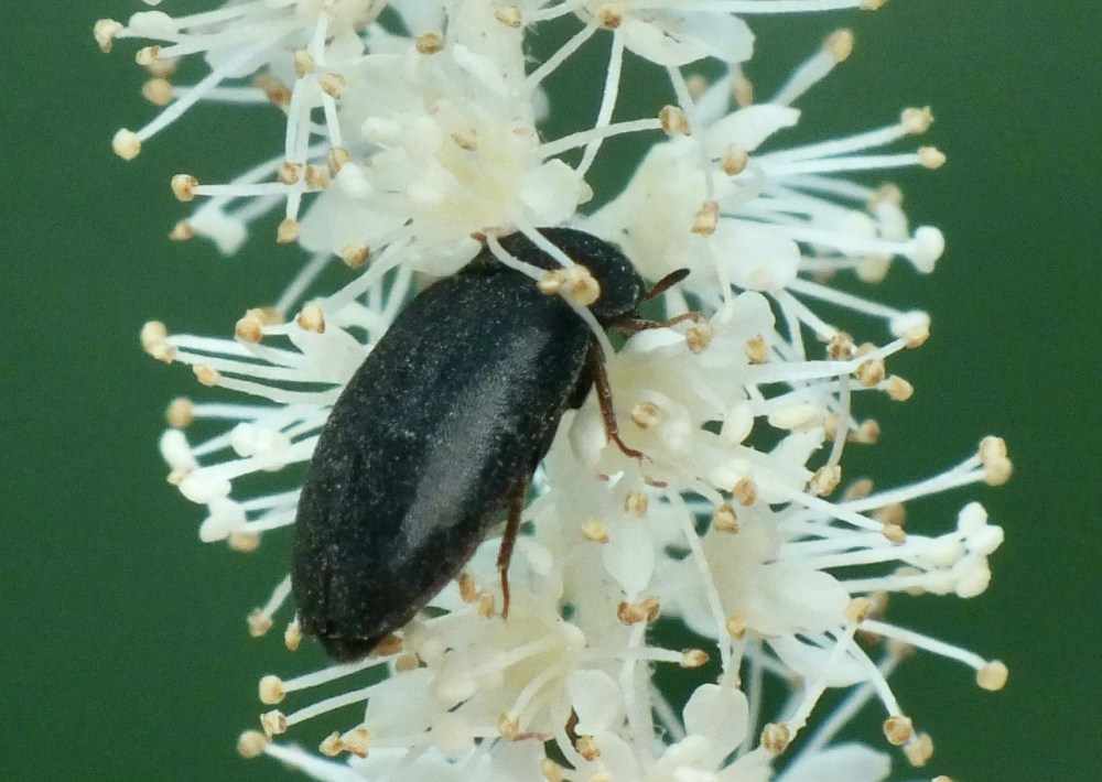 Dermestes ater – Skórnik czarnek | Insektarium