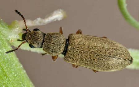 Danacea nigritarsis | Insektarium