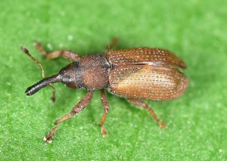 Magdalis rufa – Wałczyk rdzawiak | Insektarium