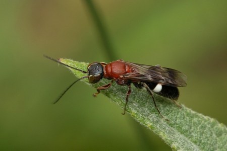 Crabronidae i Sphecidae – Świat | Insektarium