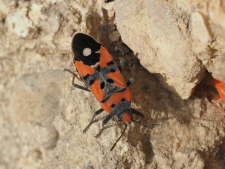 Lygaeus simulans – Zwiniec ciepluch | Insektarium