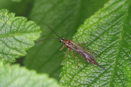 Tromatobia lineatoria – Jajożer pajęczarz | Insektarium