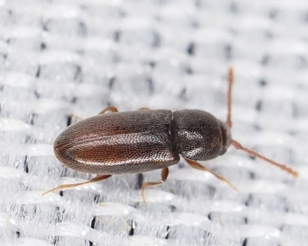 Atomaria linearis – Drobnica burakowa | Insektarium