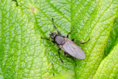 Coelopa frigida | Insektarium