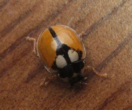 Propylea dissecta – Wrzeciążka ryżowa | Insektarium