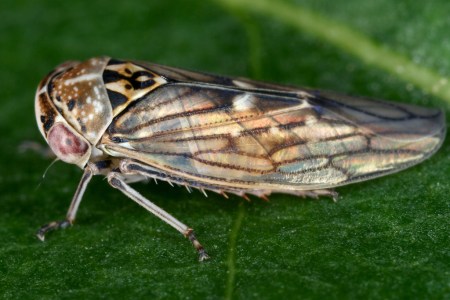 Idiocerus vicinus – Czułaj południowiec | Insektarium