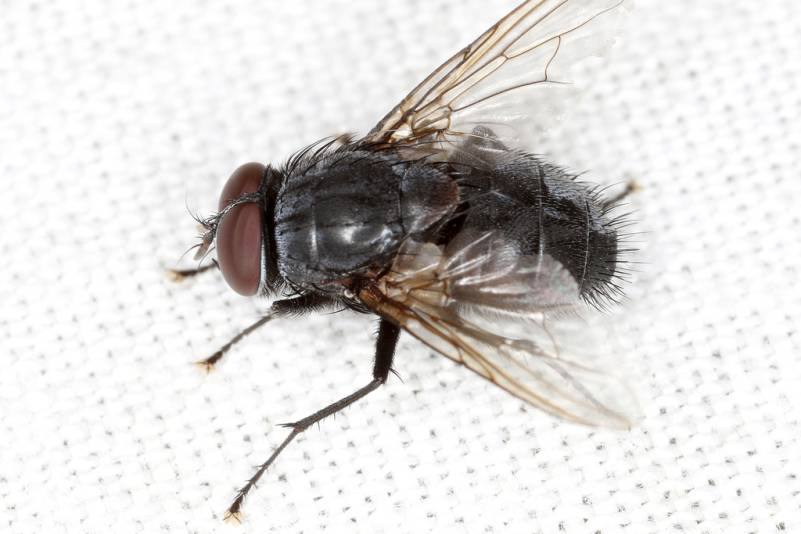 Muscina pascuorum | Insektarium