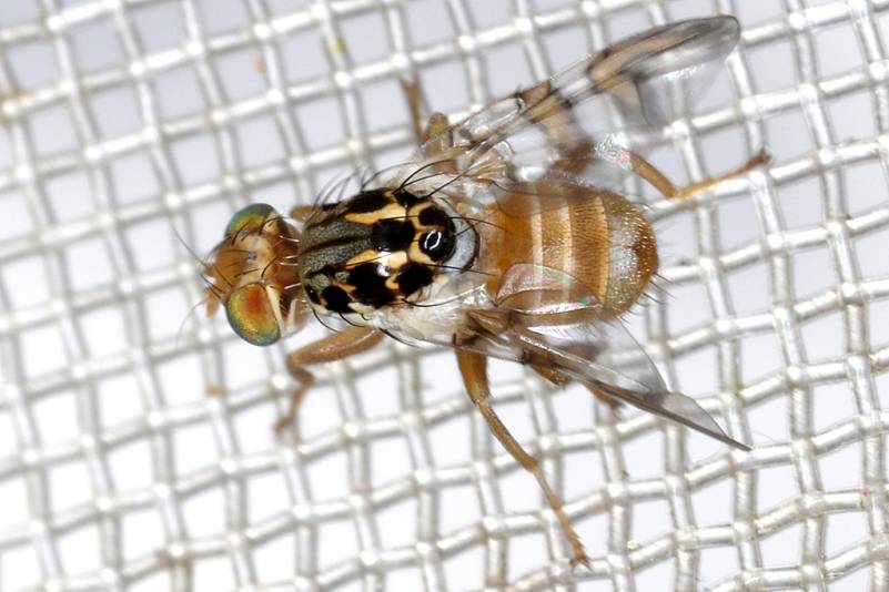 Cantharis quadripunctata – Omomiłek barkoplamy | Insektarium