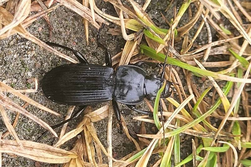 Diastatidae | Insektarium