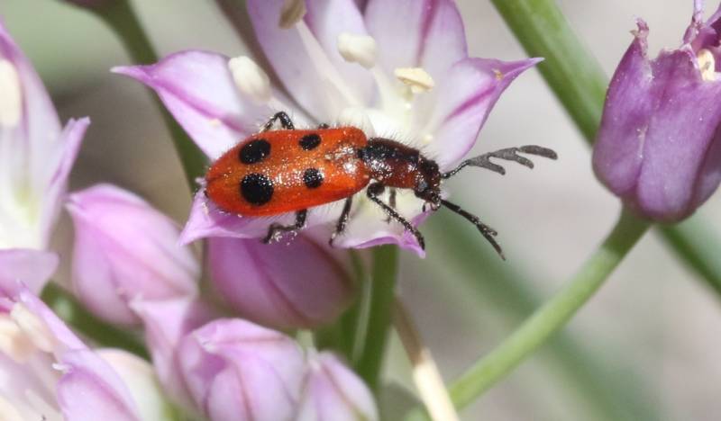Rhinoncus perpendicularis – Gruboryjek rdeściak | Insektarium