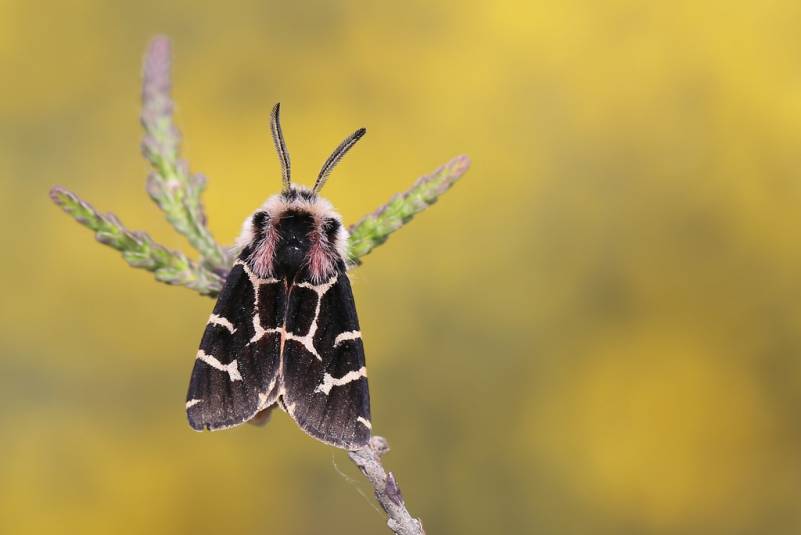 Acroceridae – Opękowate | Insektarium
