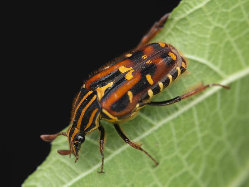 Rhinoncus perpendicularis – Gruboryjek rdeściak | Insektarium