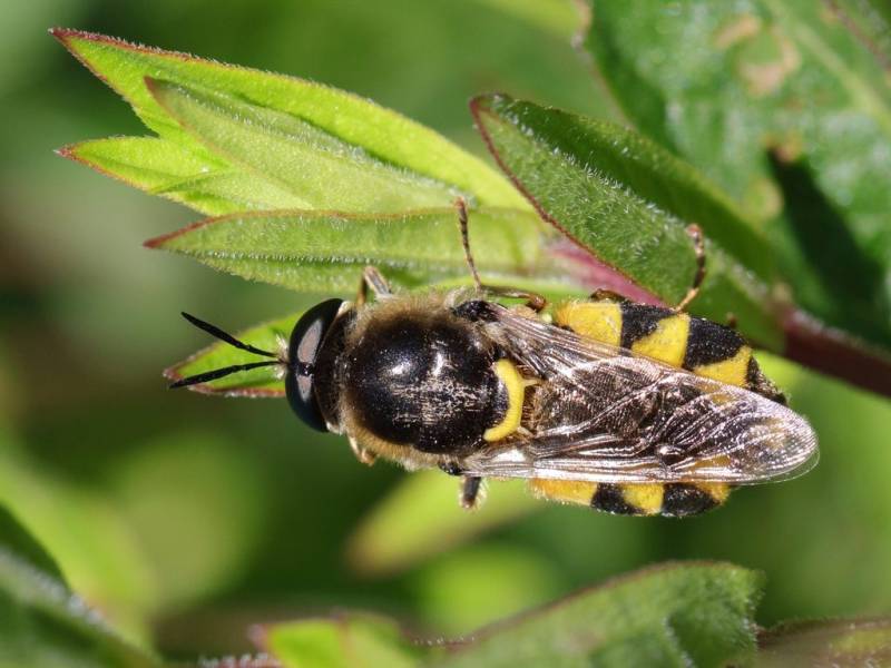 Tephritidae – Świat | Insektarium