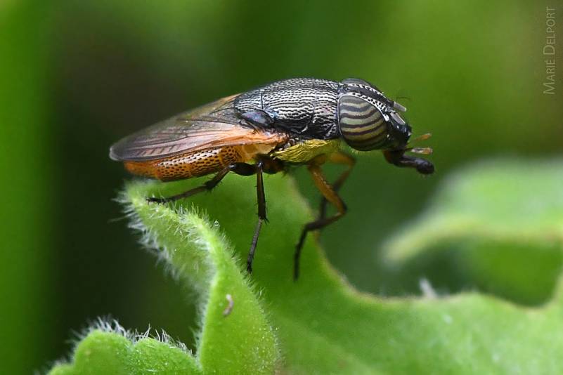 Phonognathidae | Insektarium