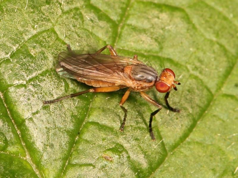 Diastatidae | Insektarium