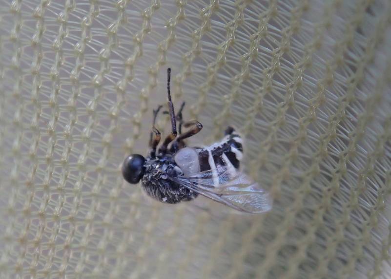 Diastatidae | Insektarium