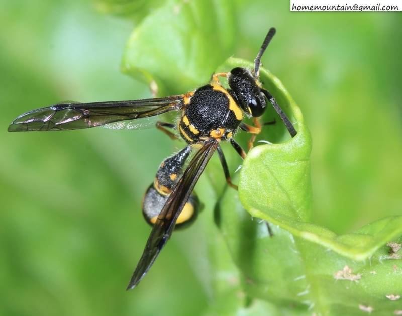 Noteridae | Insektarium