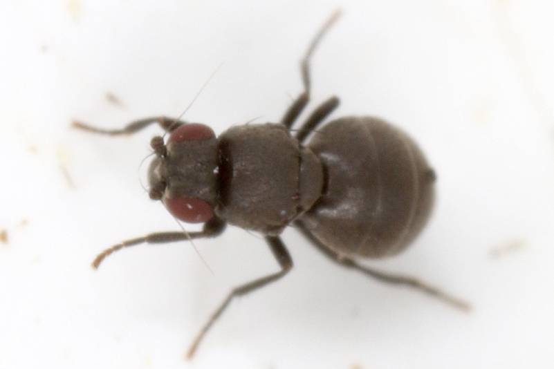 Cantharis quadripunctata – Omomiłek barkoplamy | Insektarium