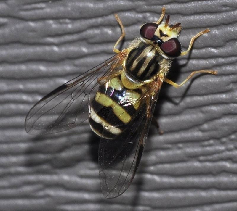 Graellsia isabellae – Księżycówka witrażówka | Insektarium